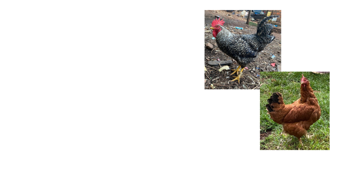 HEALTH EDUCATION AFRICA RESOURCE TEAM - Chickens