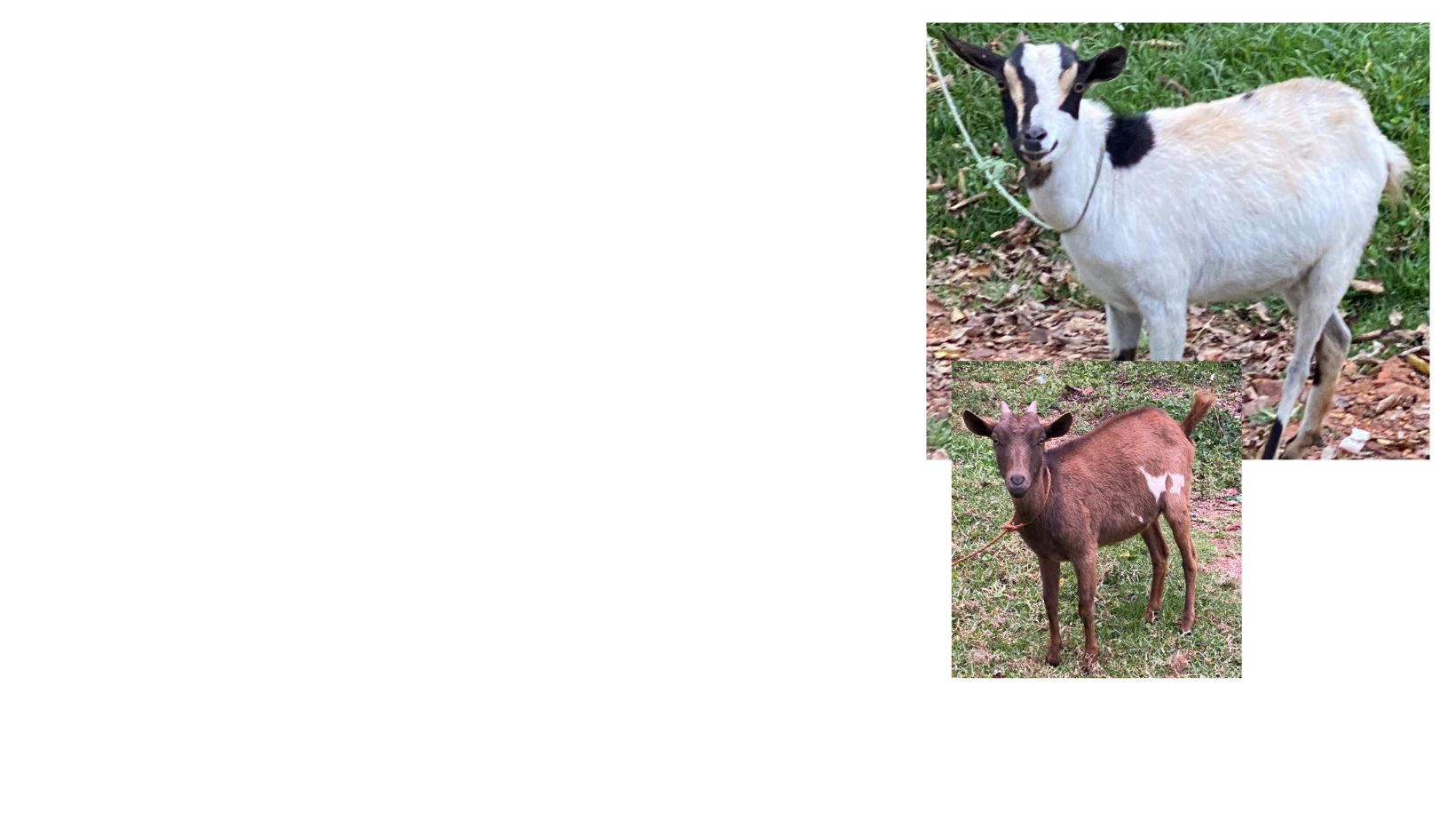 HEALTH EDUCATION AFRICA RESOURCE TEAM - Goats