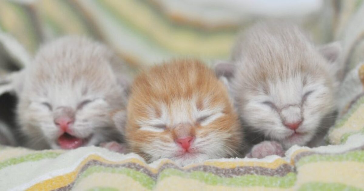 Kitten Rescue - Team Kitten Rescue in the 2024 Marathon & 5k