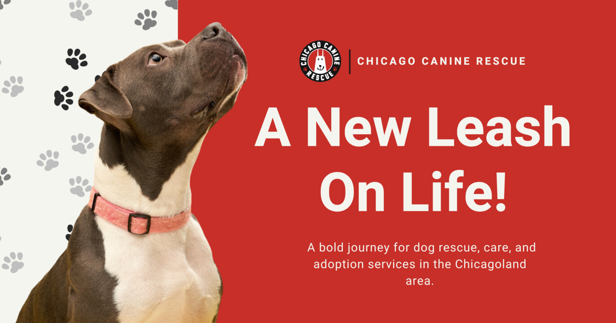 Chicago Canine Rescue Foundation - CCR's New Leash on Life