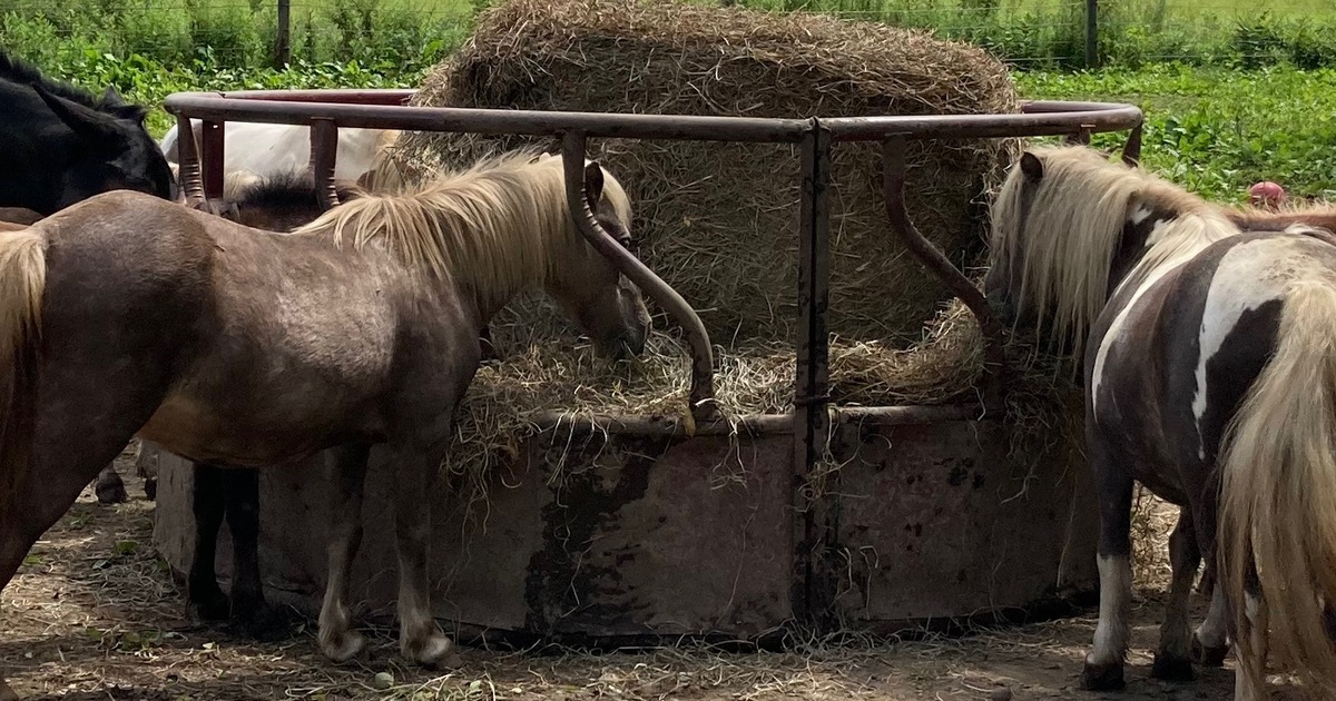 The Barnyard Sanctuary - Farm Wish List