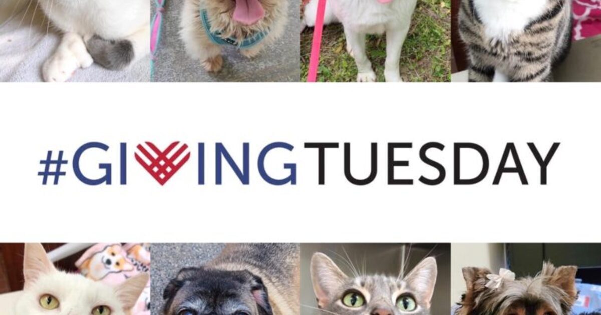 SAVE-A-PET ANIMAL RESCUE INC - Giving Tuesday 2023
