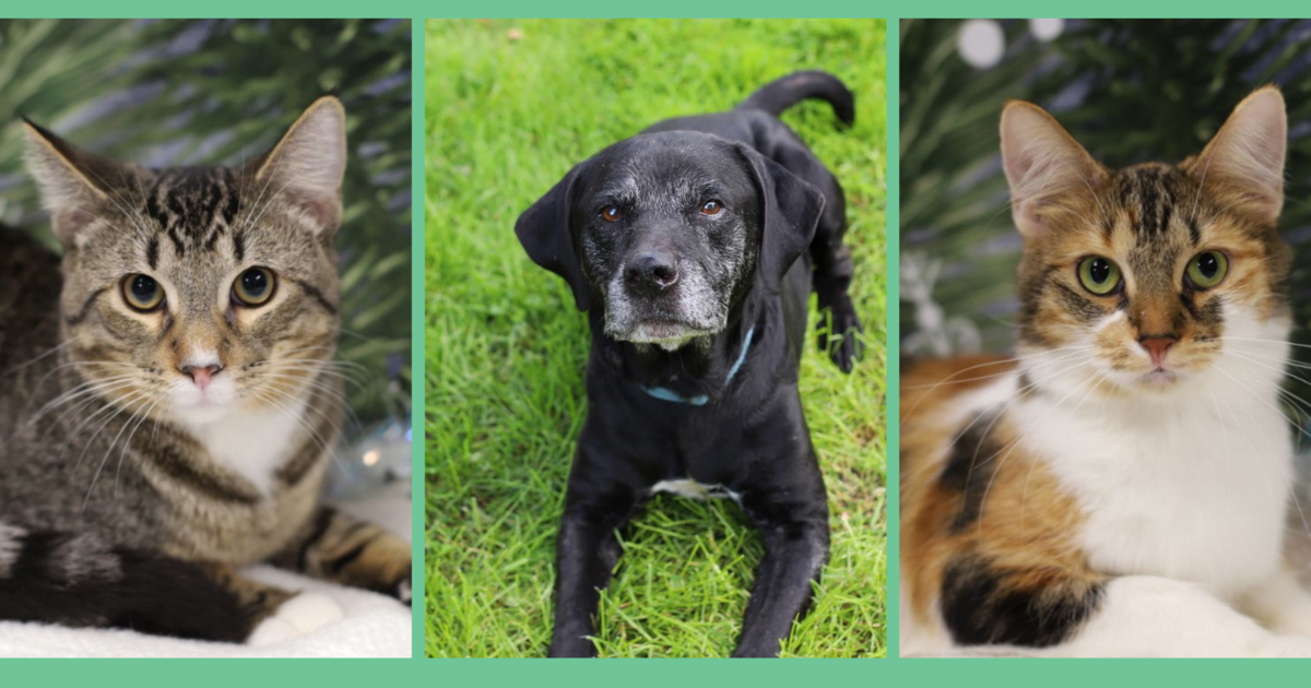 Midland County Humane Society - Year End Giving Campaign 2023 Midland County Humane Society - Year End Giving Campaign 2023
