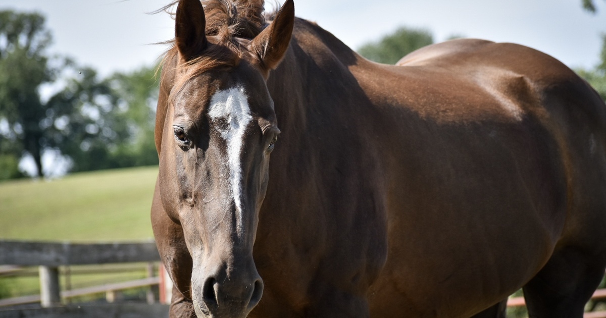 MIRACLES IN MOTION THERAPEUTIC EQUESTRIAN CENTER - Jet’s Legacy