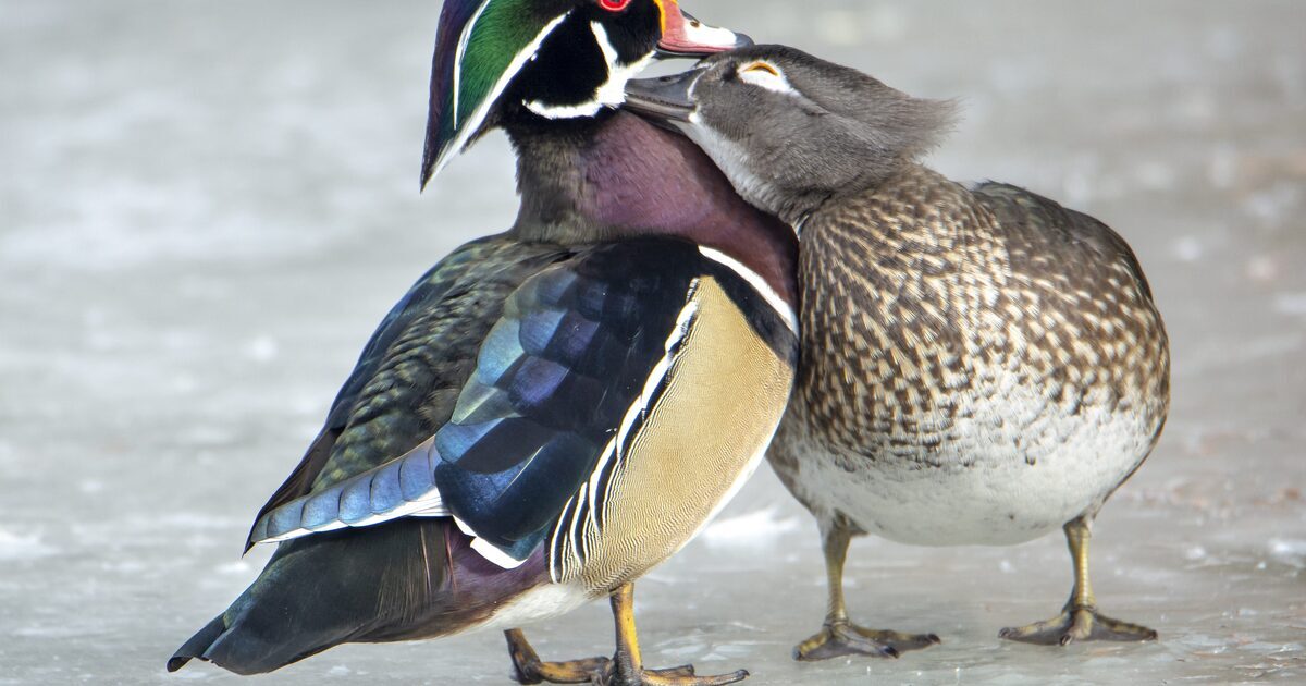 Buffalo Audubon Society Inc - Supporting Buffalo Audubon & Beaver Meadow