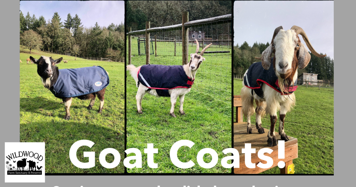 Wildwood Farm Sanctuary & Preserve - Goat Coats
