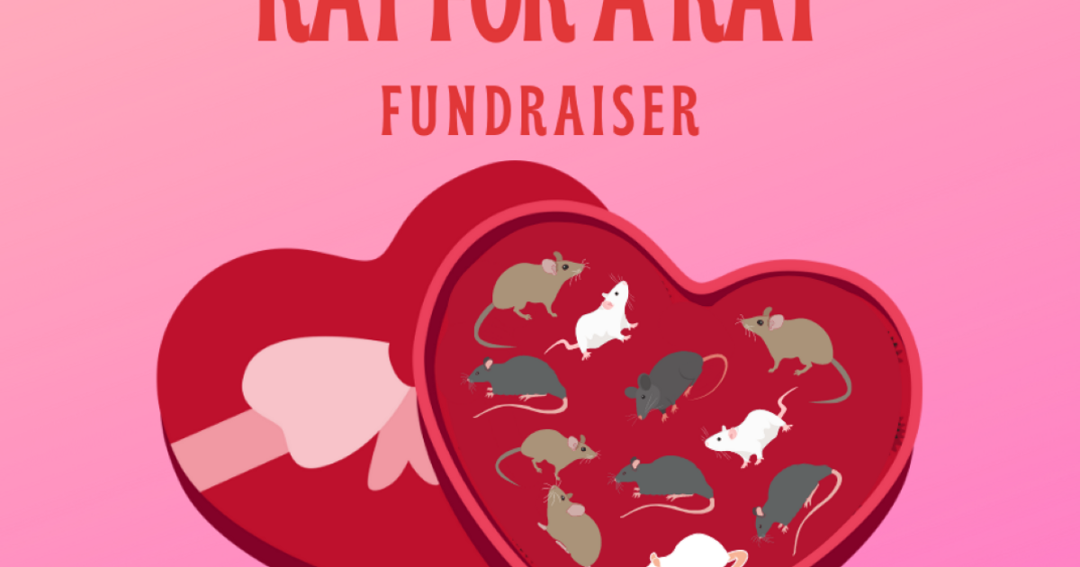 BLACK HILLS RAPTOR CENTER - Rats for a Rat