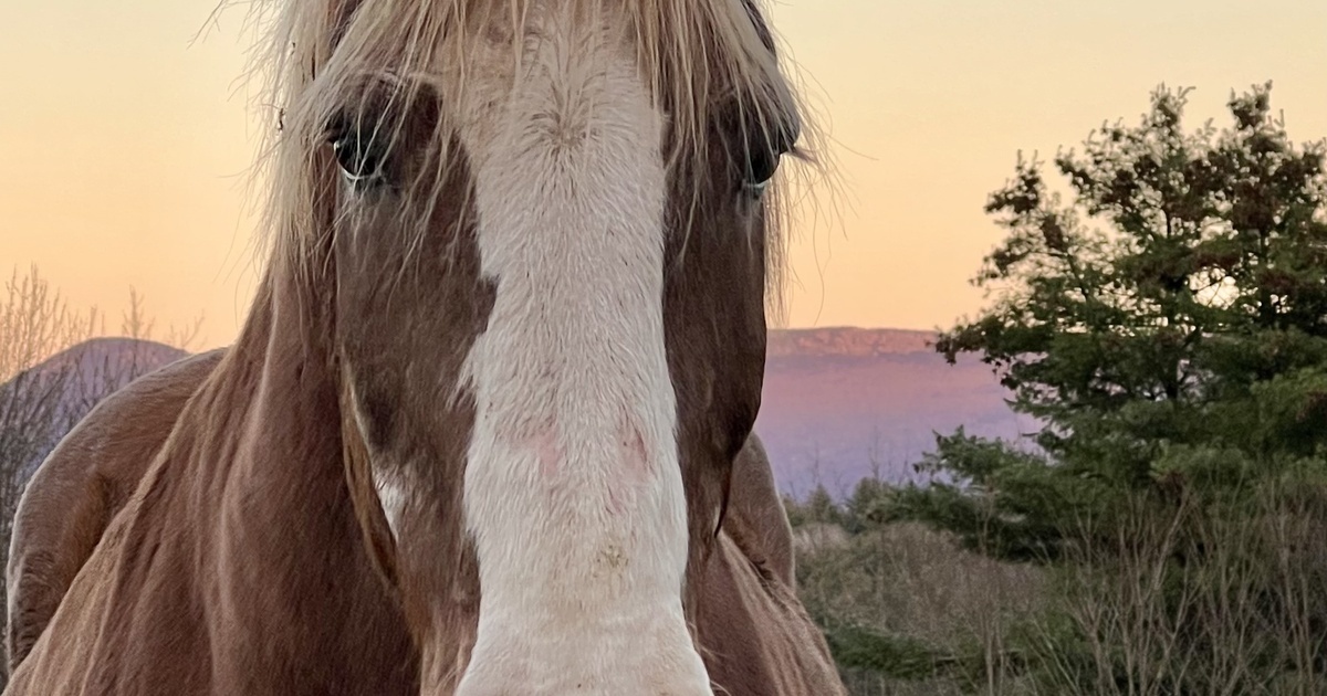 Tomten Farm and Sanctuary of New Hampshire - The Dobbin Fund $10,000 ...