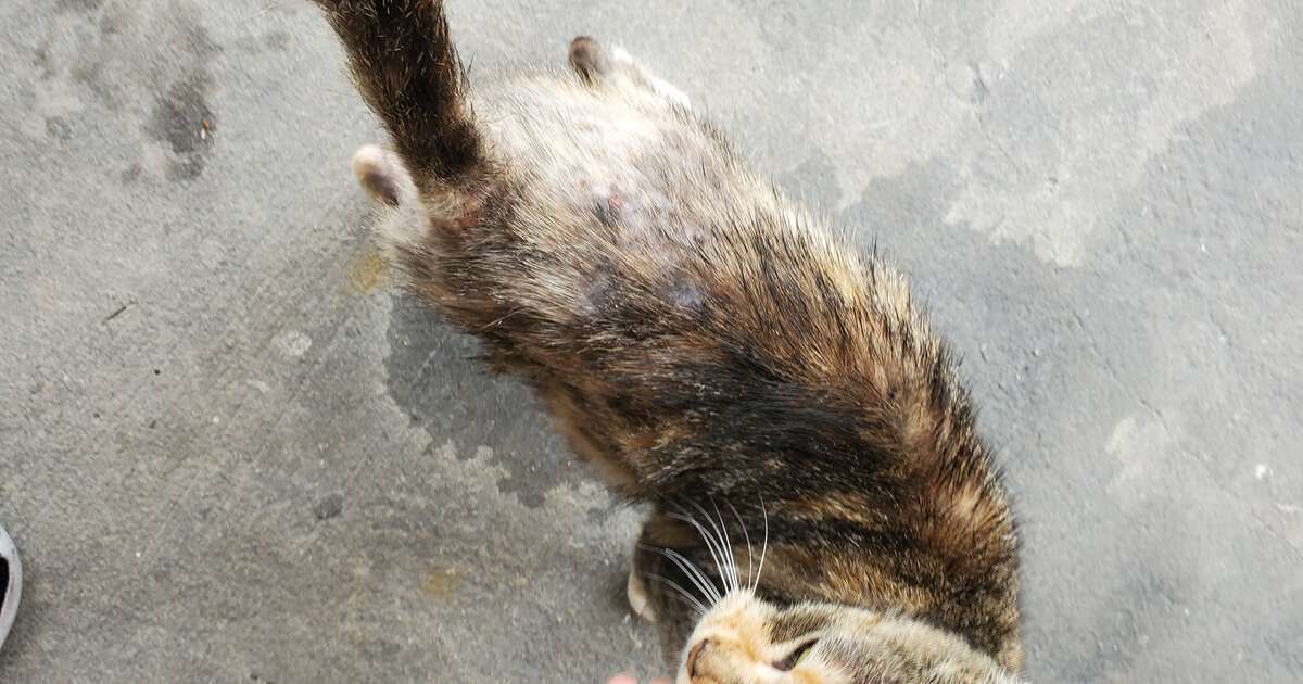 Save Our Cats and Kittens Inc - 2024 Missy: Cat in Need of Urgent Care