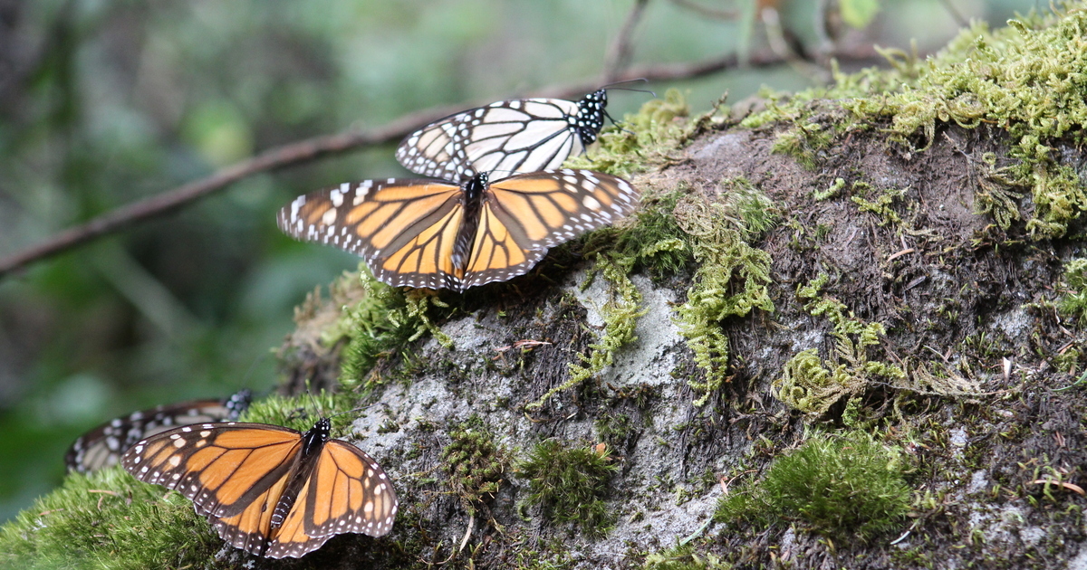 FORESTS FOR MONARCHS, LA CRUZ HABITAT PROTECTION PROJECT - Earth Day 2024