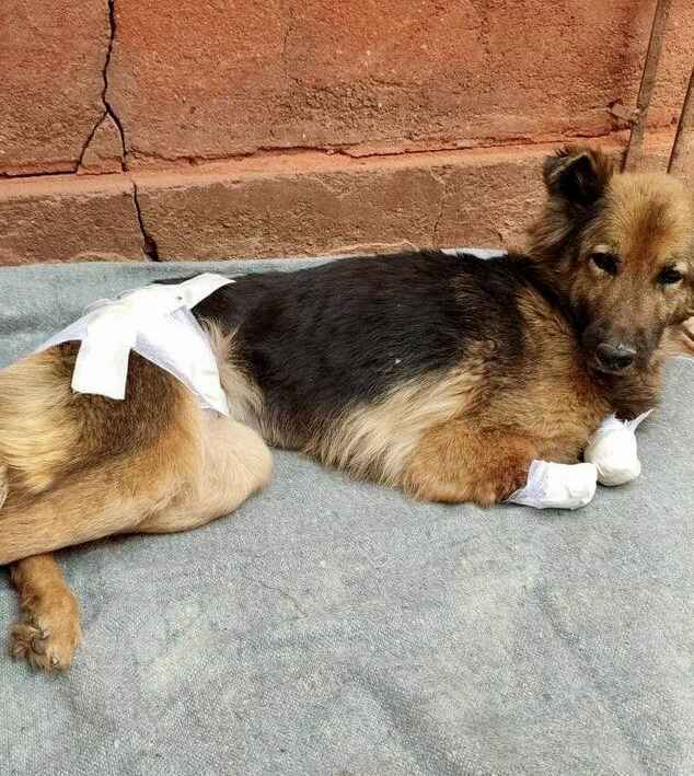 Stray Dog Support Inc - Support Our Dog Rescue Medical Fund