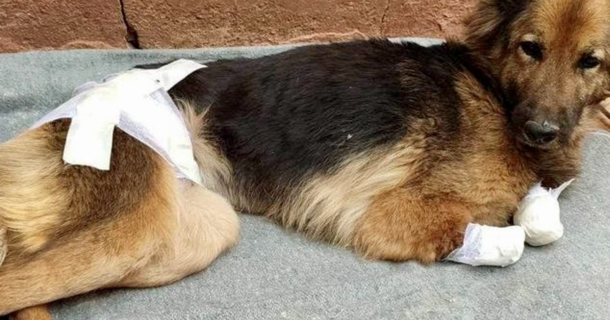 Stray Dog Support Inc - Support Our Dog Rescue Medical Fund