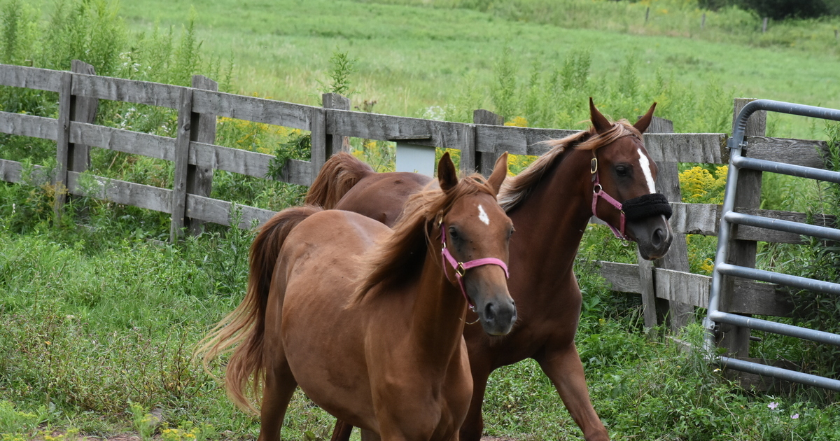 Rosemary Farm Sanctuary Inc. - Birthday Bash for the Babies