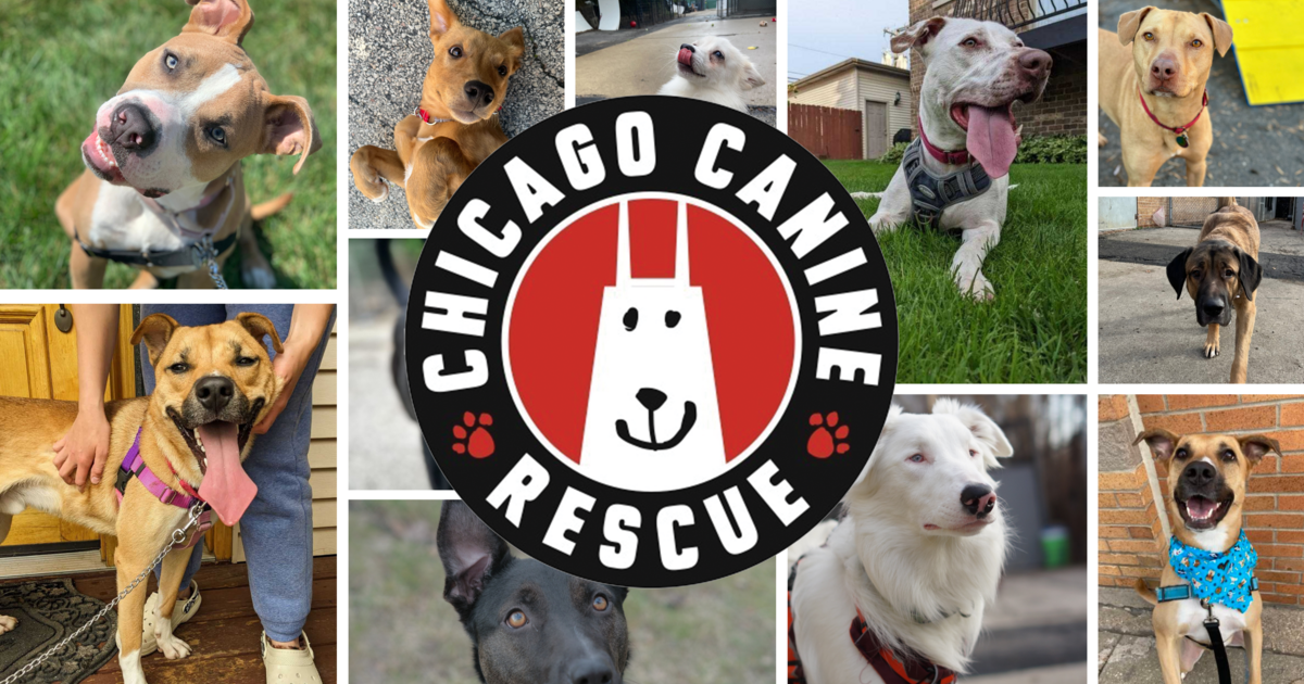 Chicago Canine Rescue Foundation - Private Events With CCR