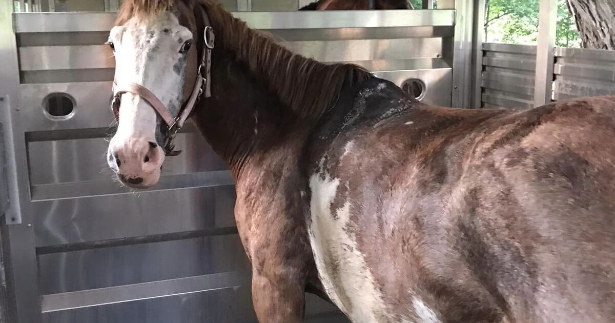 Rosemary Farm Sanctuary Inc. - Emergency Intake - Mares & Babies in ...