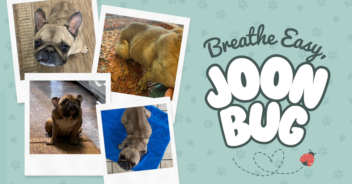 Parker's Animal Rescue - Joon Bug's Urgent Funds