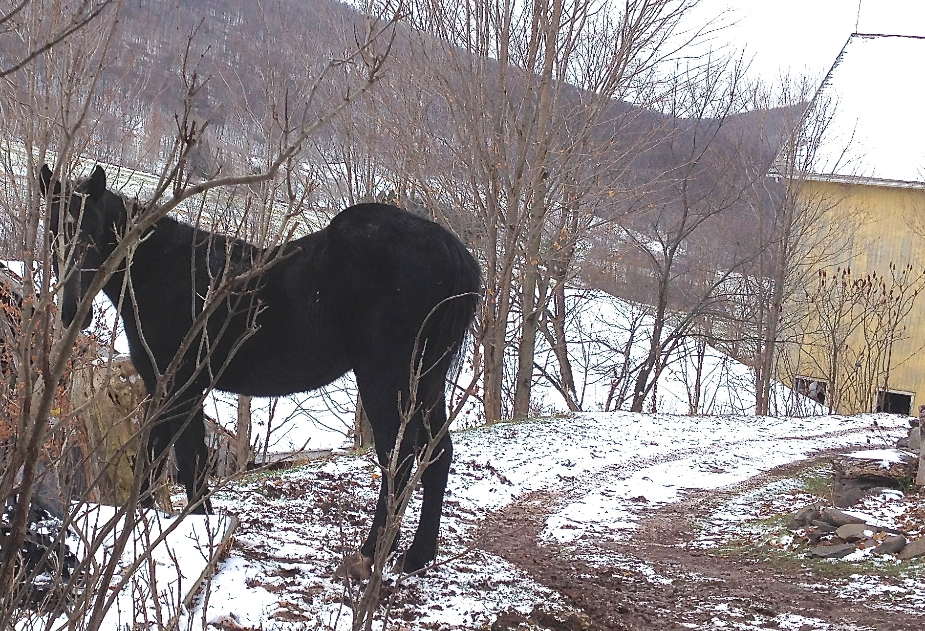 Rosemary Farm Sanctuary Inc. - Please help Rosemary Farm Sanctuary help ...