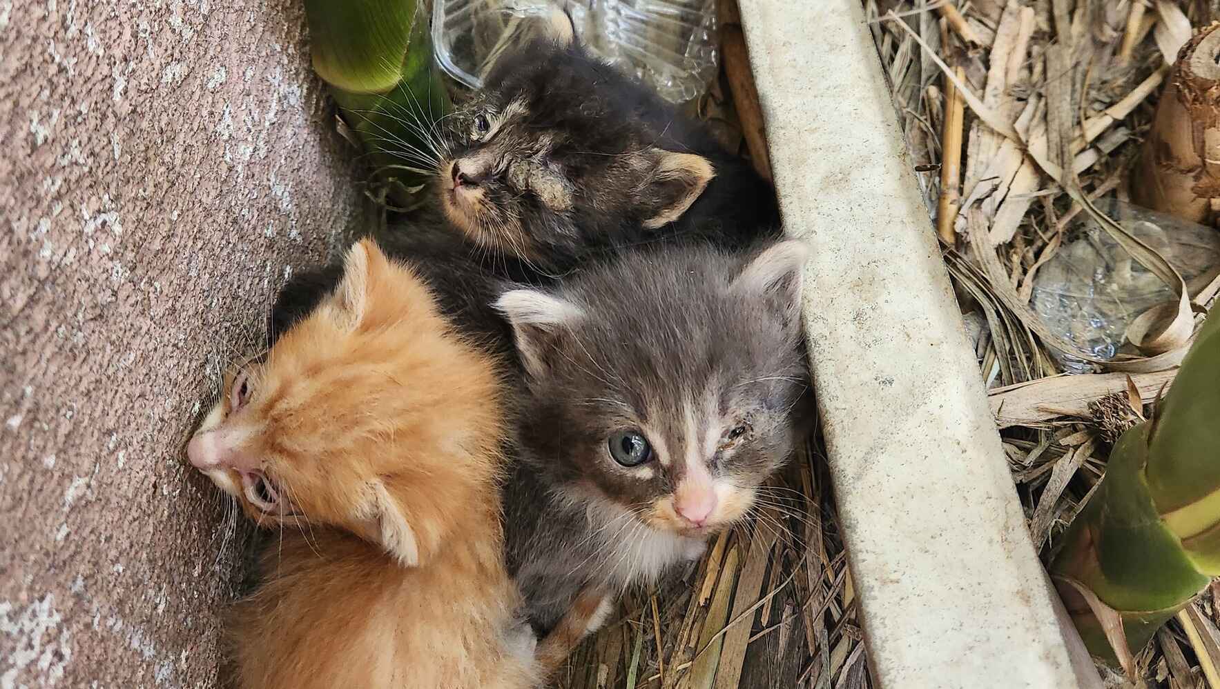 Kitten Rescue - The Cat Days of Summer 2024
