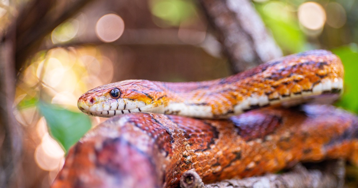 The Busch Wildlife Sanctuary Inc - Adopt Scar the Corn Snake