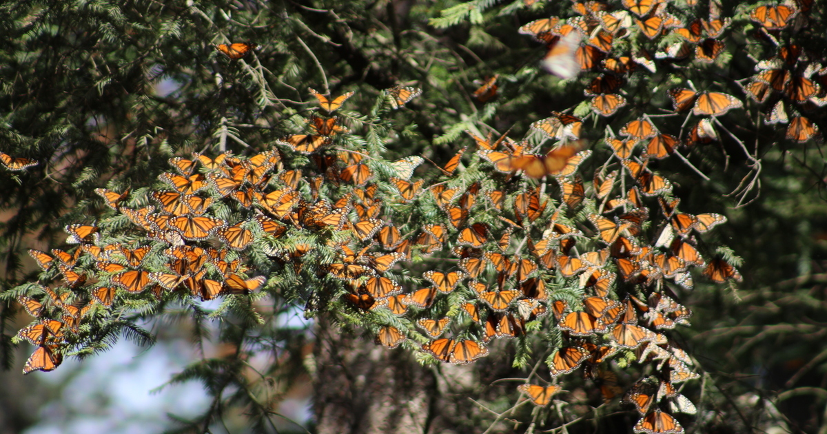 FORESTS FOR MONARCHS, LA CRUZ HABITAT PROTECTION PROJECT - Working ...