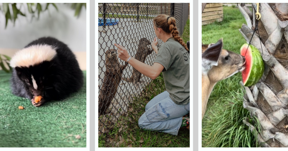 The Busch Wildlife Sanctuary Inc - Summer Appeal Campaign 2024