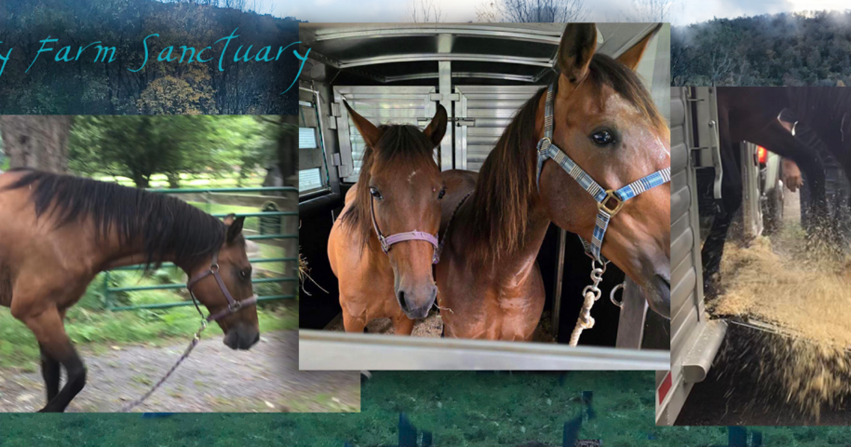 Rosemary Farm Sanctuary Inc. - Safe! Two Mustang Mares Join Rosemary Farm
