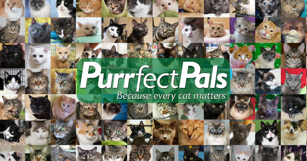 Purrfect Pals - Cat Sponsorship Program