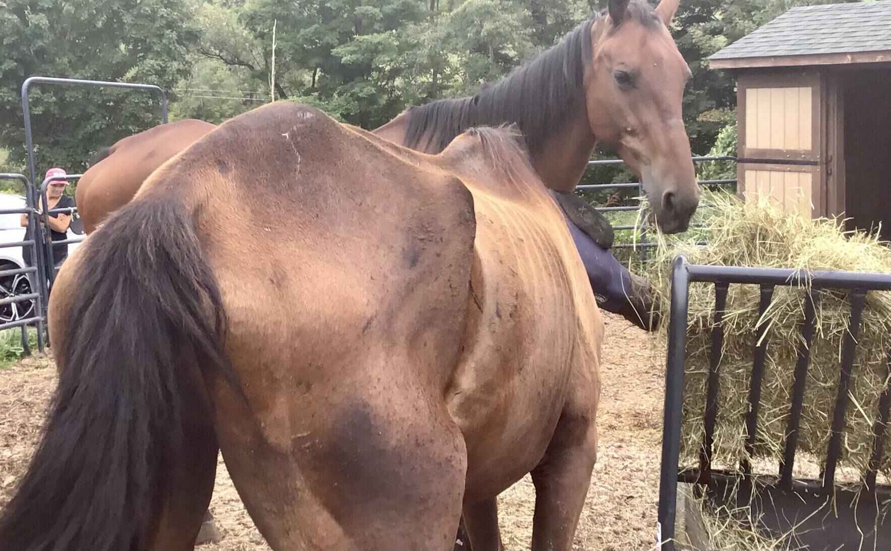 Rosemary Farm Sanctuary Inc. - End of Summer Horse Auction Rescue