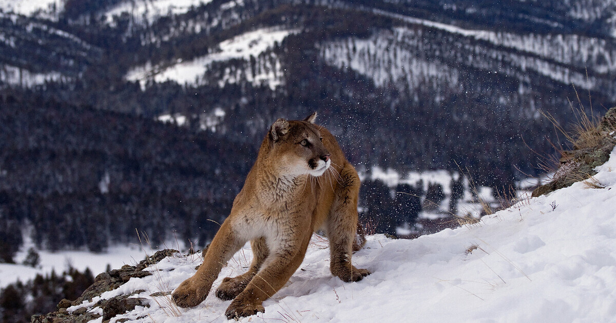 Mountain Lion Foundation - Save Colorado's Mountain Lions