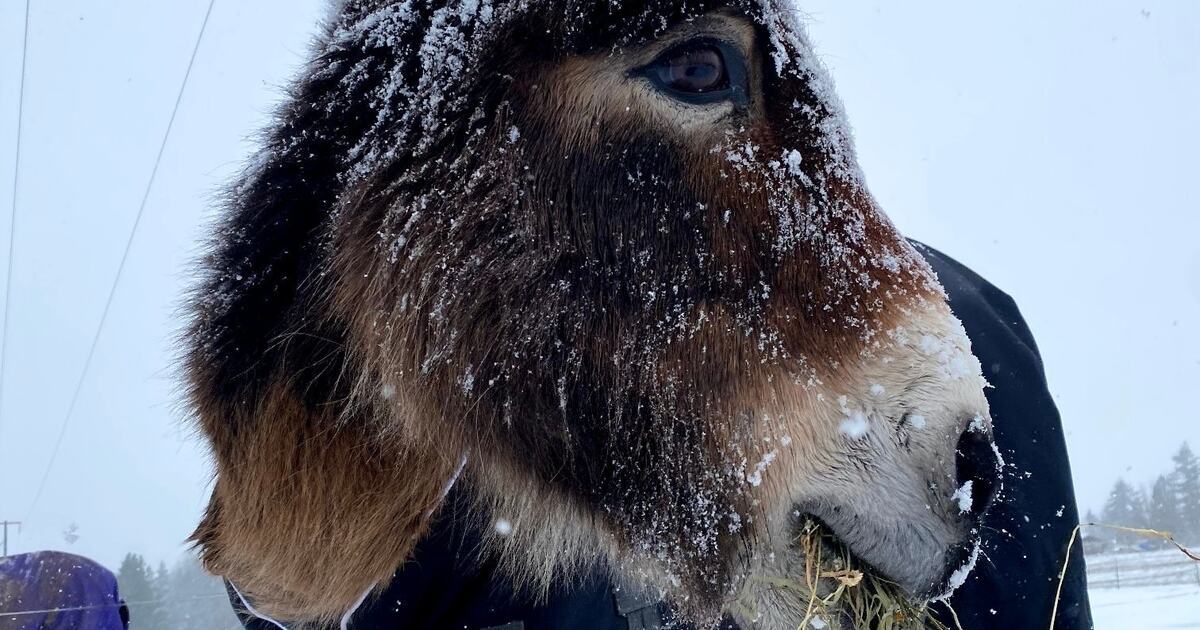 ANIMALS AS NATURAL THERAPY - Jackson