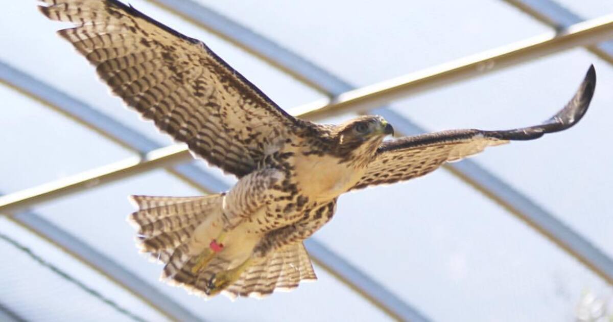 OJAI RAPTOR CENTER - Save the Freedom Flight!