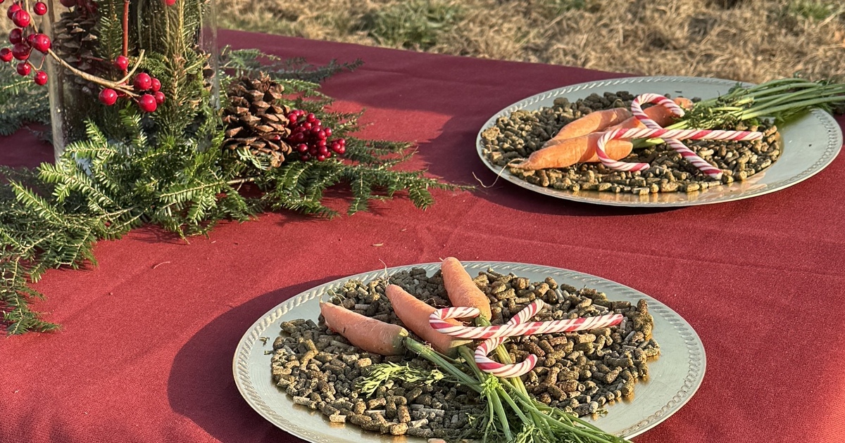 Tomten Farm and Sanctuary of New Hampshire - 2024 Giving Tuesday, Feed ...