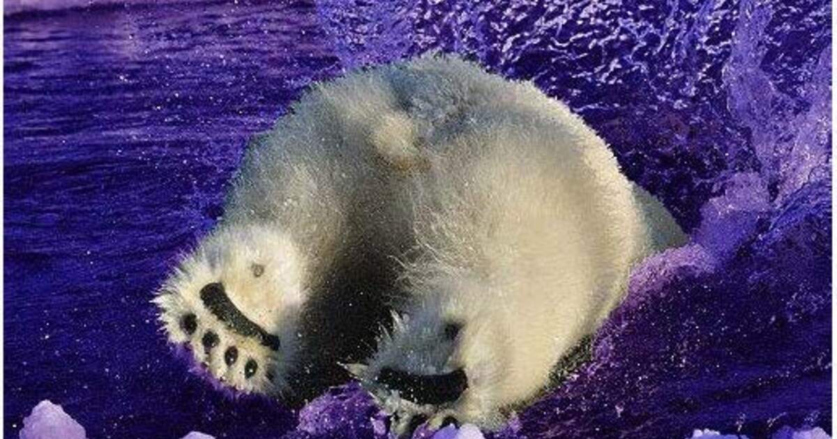 Desmond's Army Animal Law Advocates - THE 4TH ANNUAL PURPLE PLUNGE