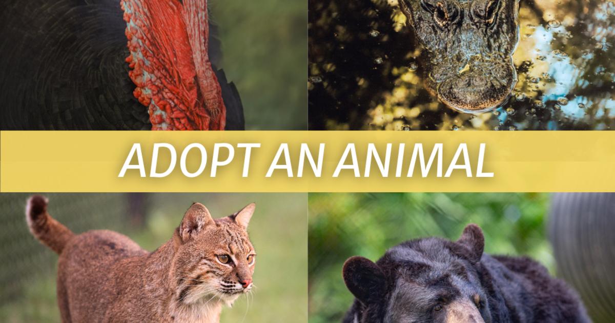 The Busch Wildlife Sanctuary Inc - Adopt an Animal