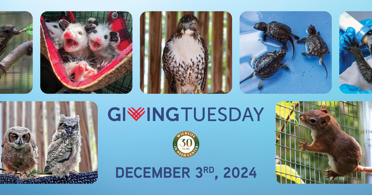 Wildlife in Need Center - Giving Tuesday: December 3rd, 2024