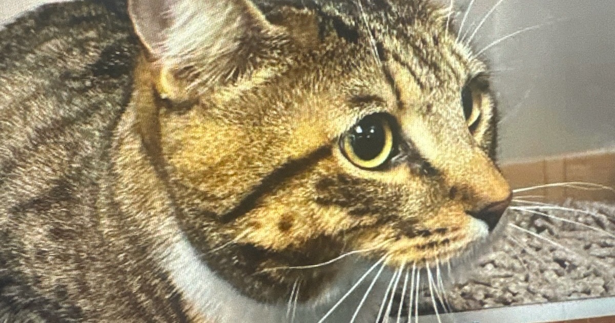 Purrfect Pals - Bean's Life Saving Surgery