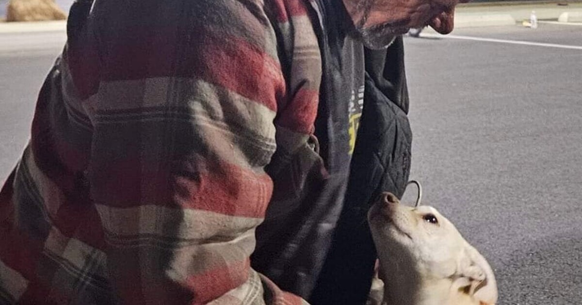 Street Dogz - Giving Tuesday 2024 ~ Street Dogz 10 Year Anniversary!