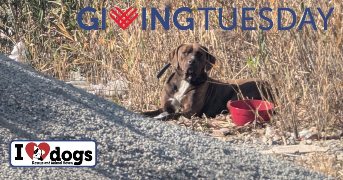 I Heart Dogs Rescue and Animal Haven - Giving Tuesday