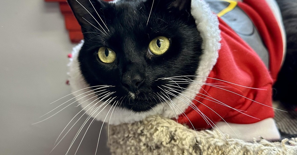 TEN LIVES CLUB INC - Giving Tuesday: Help us save thousands of cats