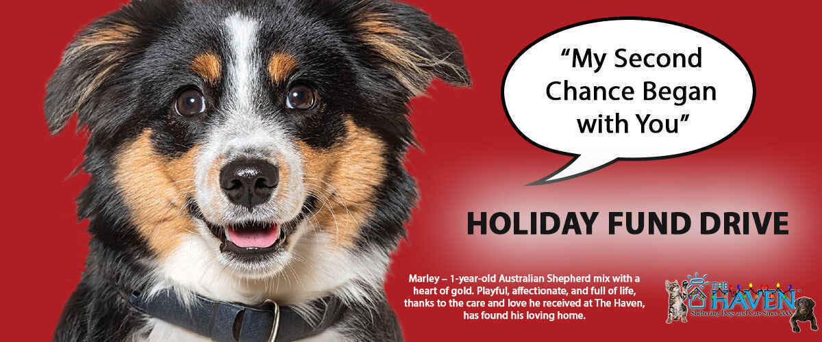 THE HAVEN - Holiday Fund Drive