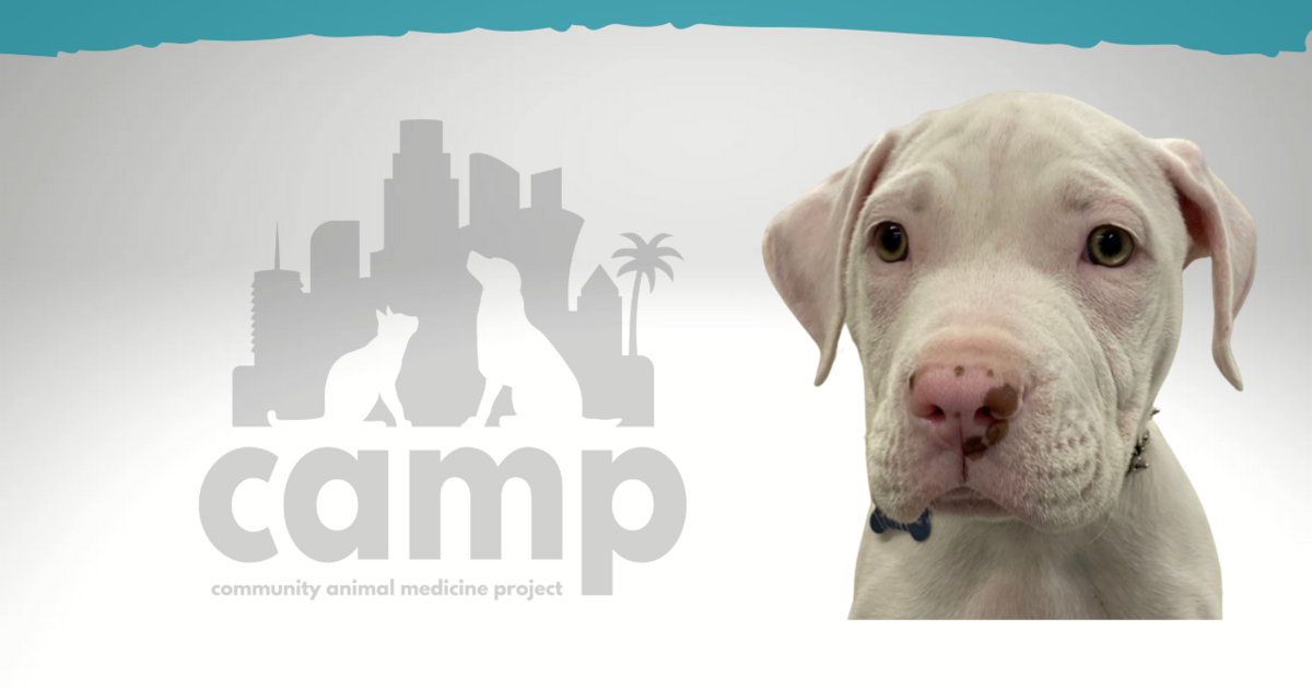 Community Animal Medicine Project, Inc. - CAMP - Emergency Fund for Pets