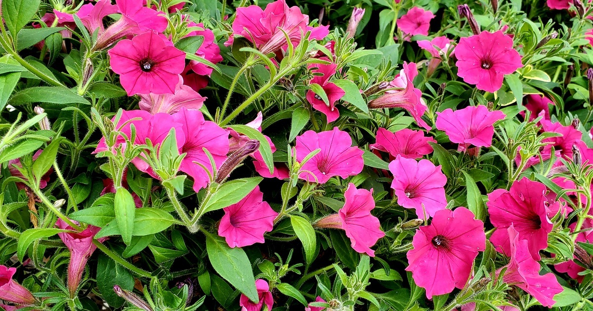 Main Street Waterloo - 2025 Downtown Waterloo Flowers