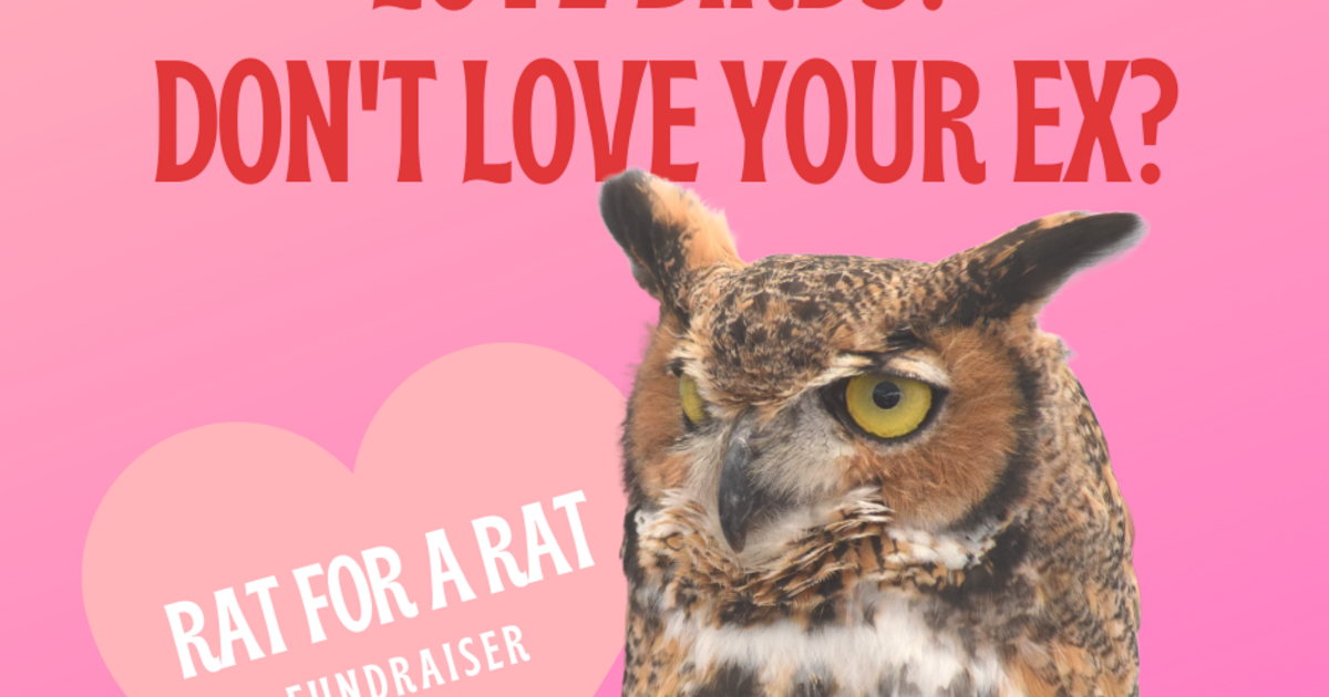 BLACK HILLS RAPTOR CENTER - Rats for a Rat 2025