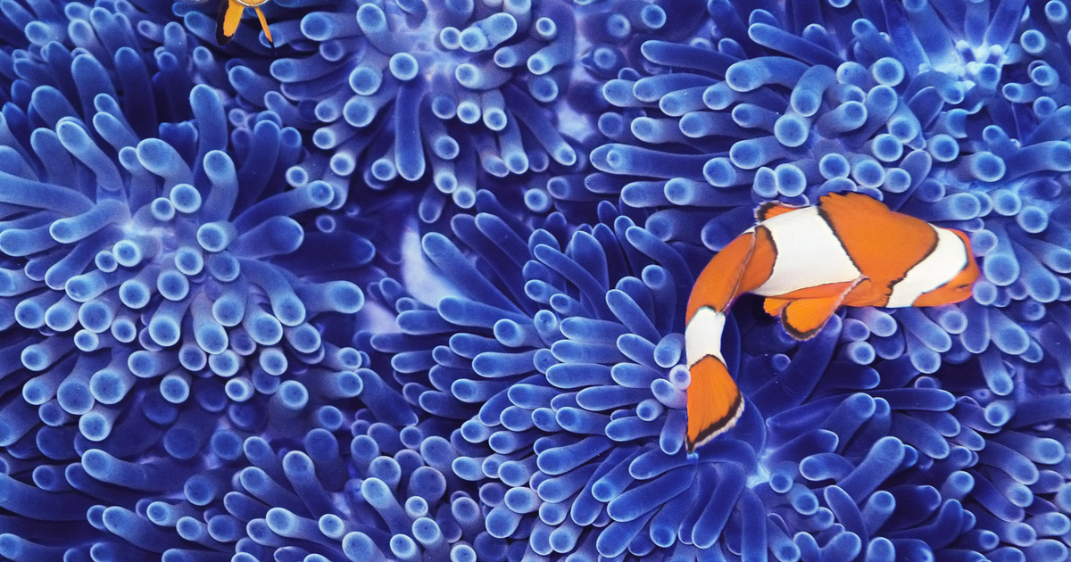 COUSTEAU SOCIETY INC - TCS Monthly Giving