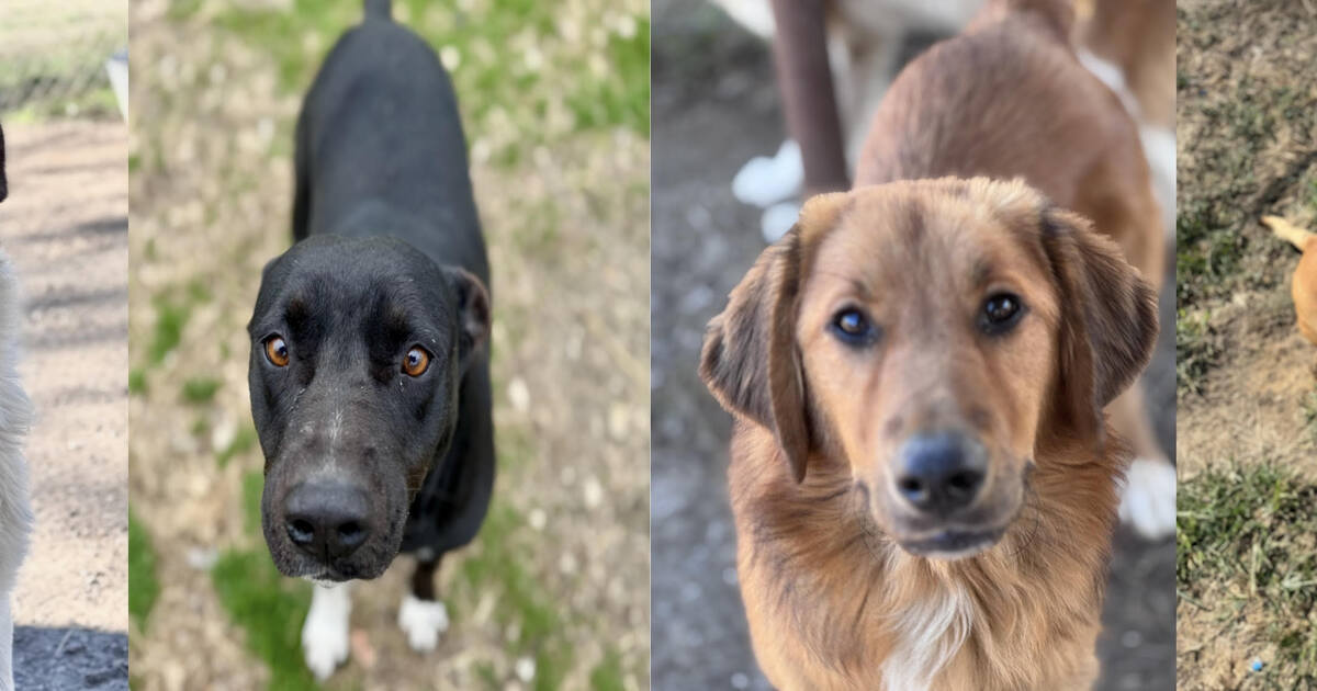 Animal Refuge Foundation - Sponsor an ARFhouse Dog