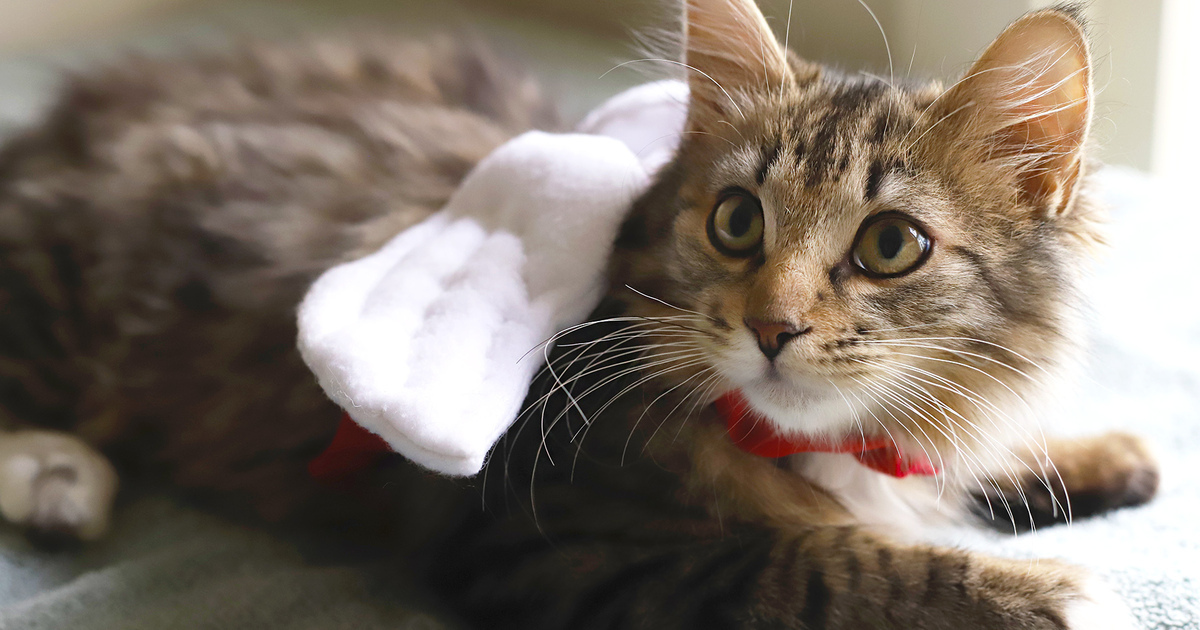 Kitten Rescue - Help Kitten Rescue Save Homeless Animals