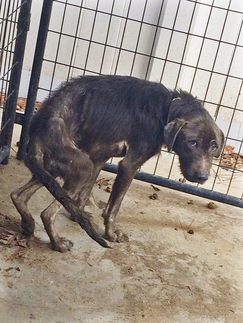 FLYING FUR ANIMAL RESCUE - Will you help us save more lives?