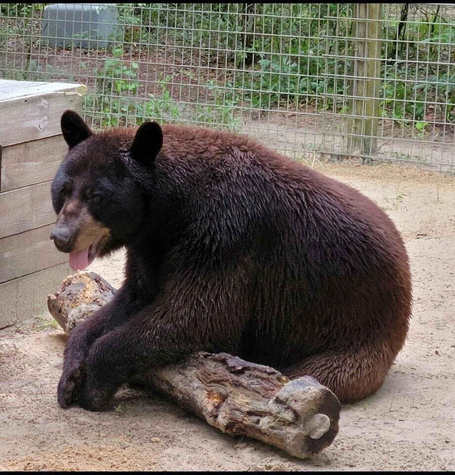 PROFESSIONAL ANIMAL RETIREMENT CENTER - B-Bear's Grocery Bill