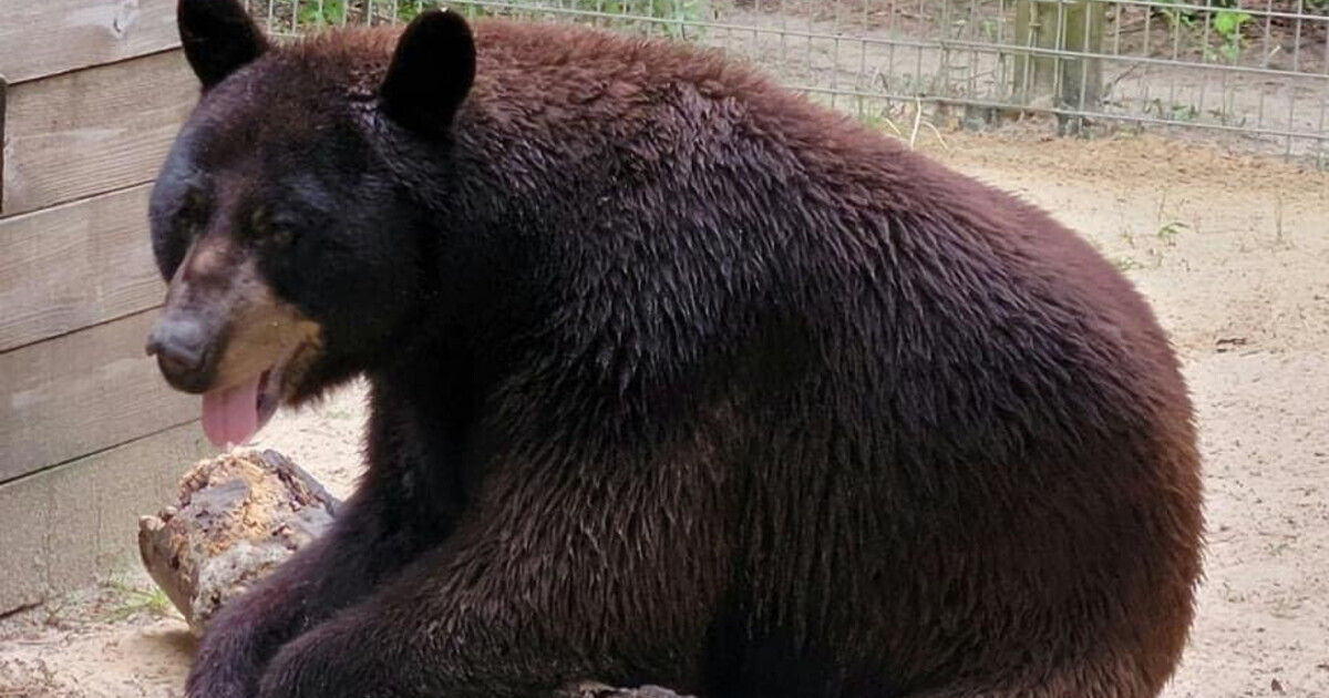 PROFESSIONAL ANIMAL RETIREMENT CENTER - B-Bear's Grocery Bill