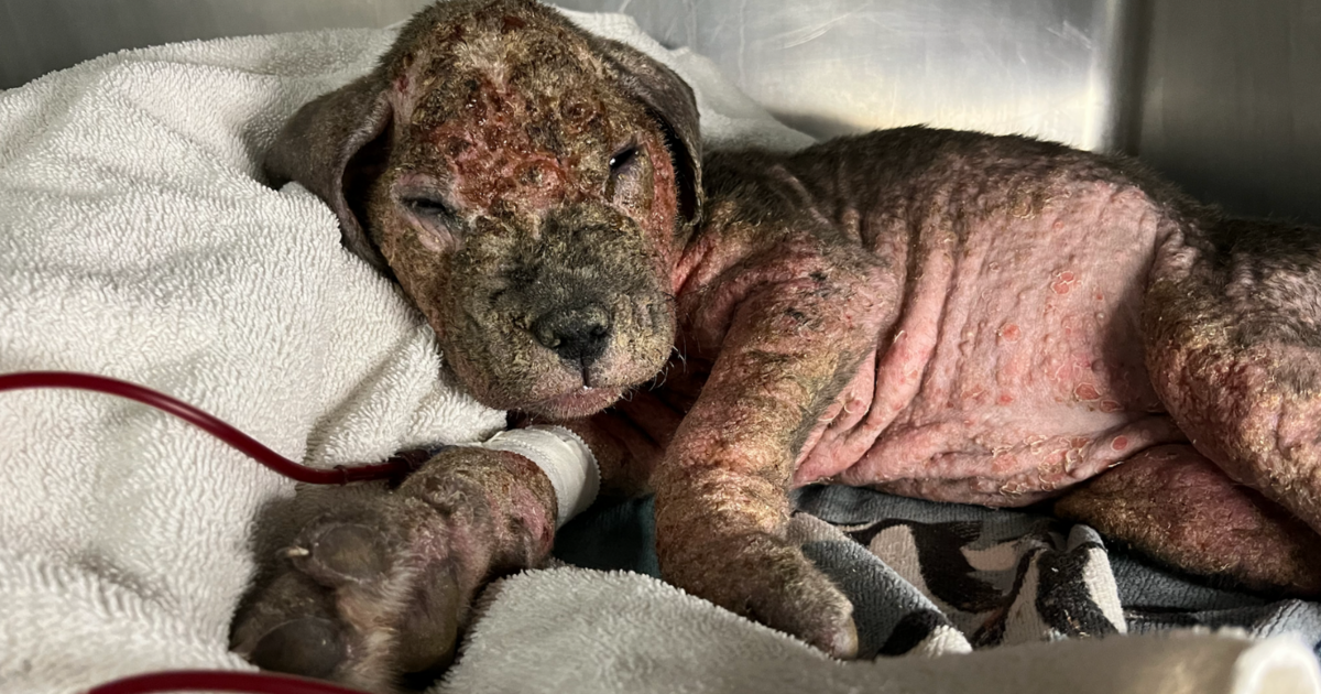 Angels of Assisi - Dabby Fundraiser